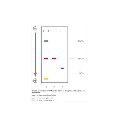 DNA Loading Buffer | LAB MARK