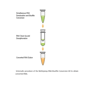 Methylamp RNA Bisulfite Conversion Kit | LAB MARK